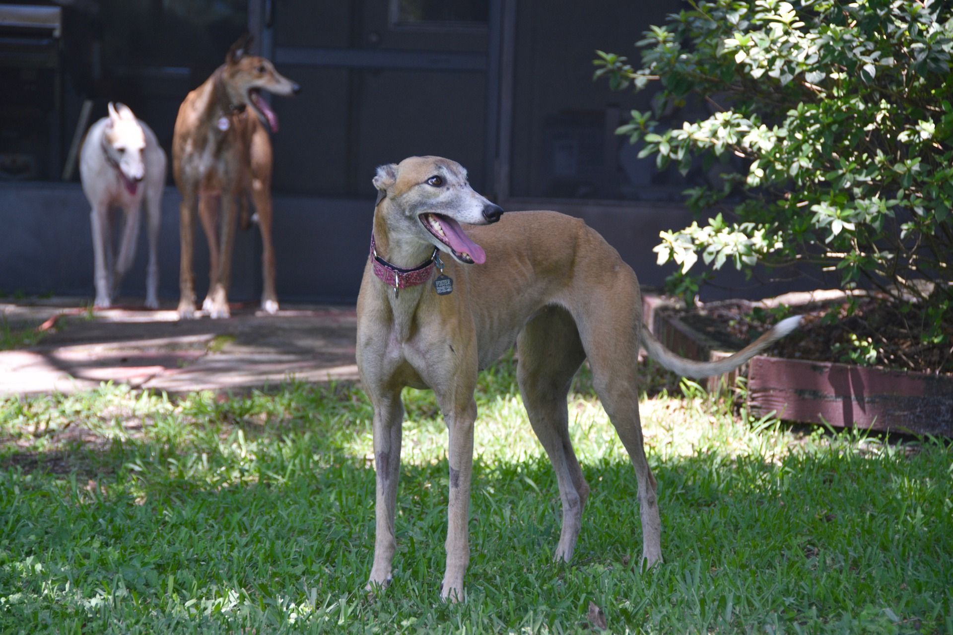 Chart angielski (Greyhound) whippet cena hodowla