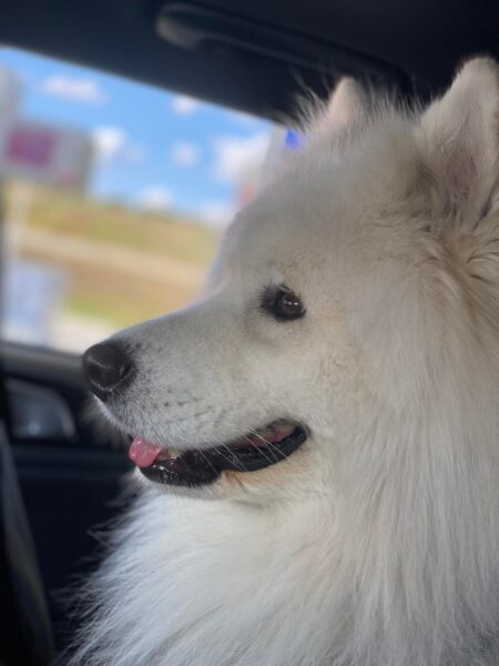 Zalety i wady psów rasy Samoyed