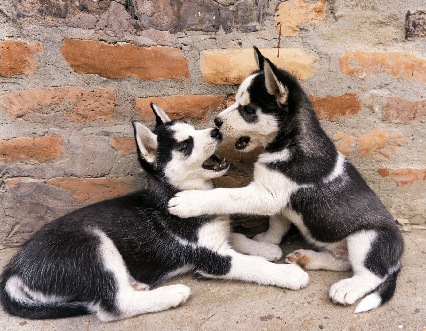 Komentarz Anuluj odpowiedź