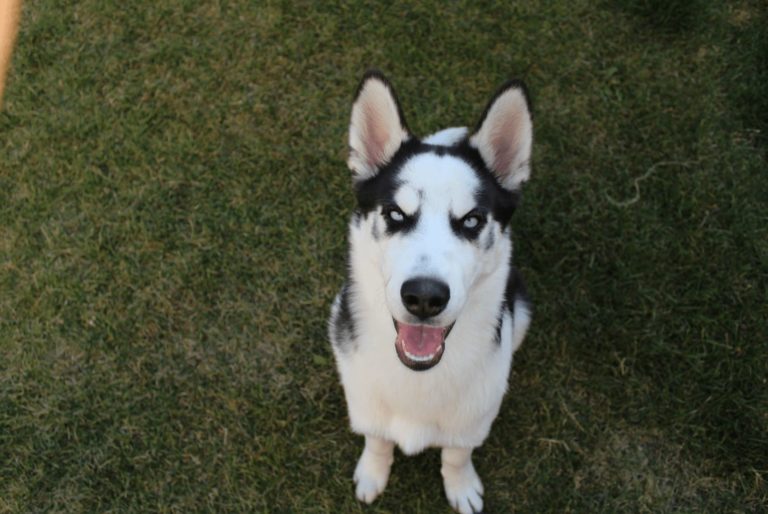 Husky to bez wątpienia rasa o ogromnym temperamencie. Psom tej rasy nie ...