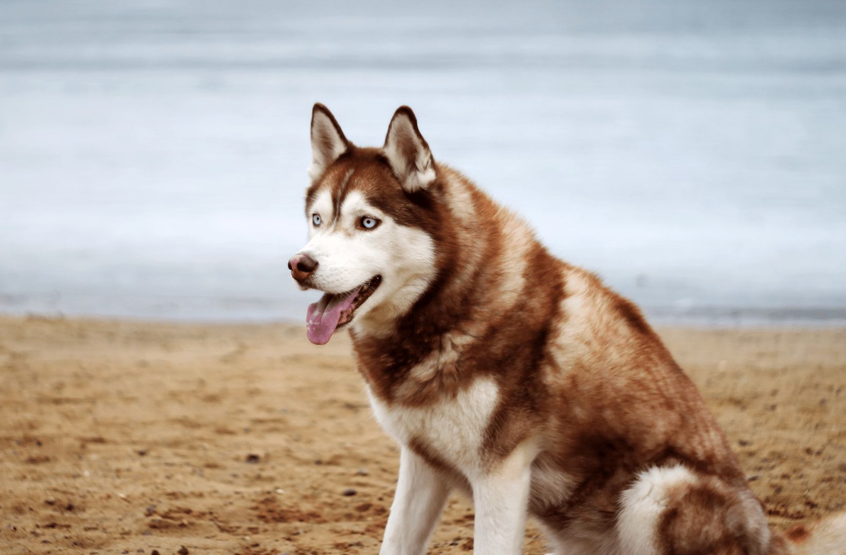 Zalety i wady psów rasy husky