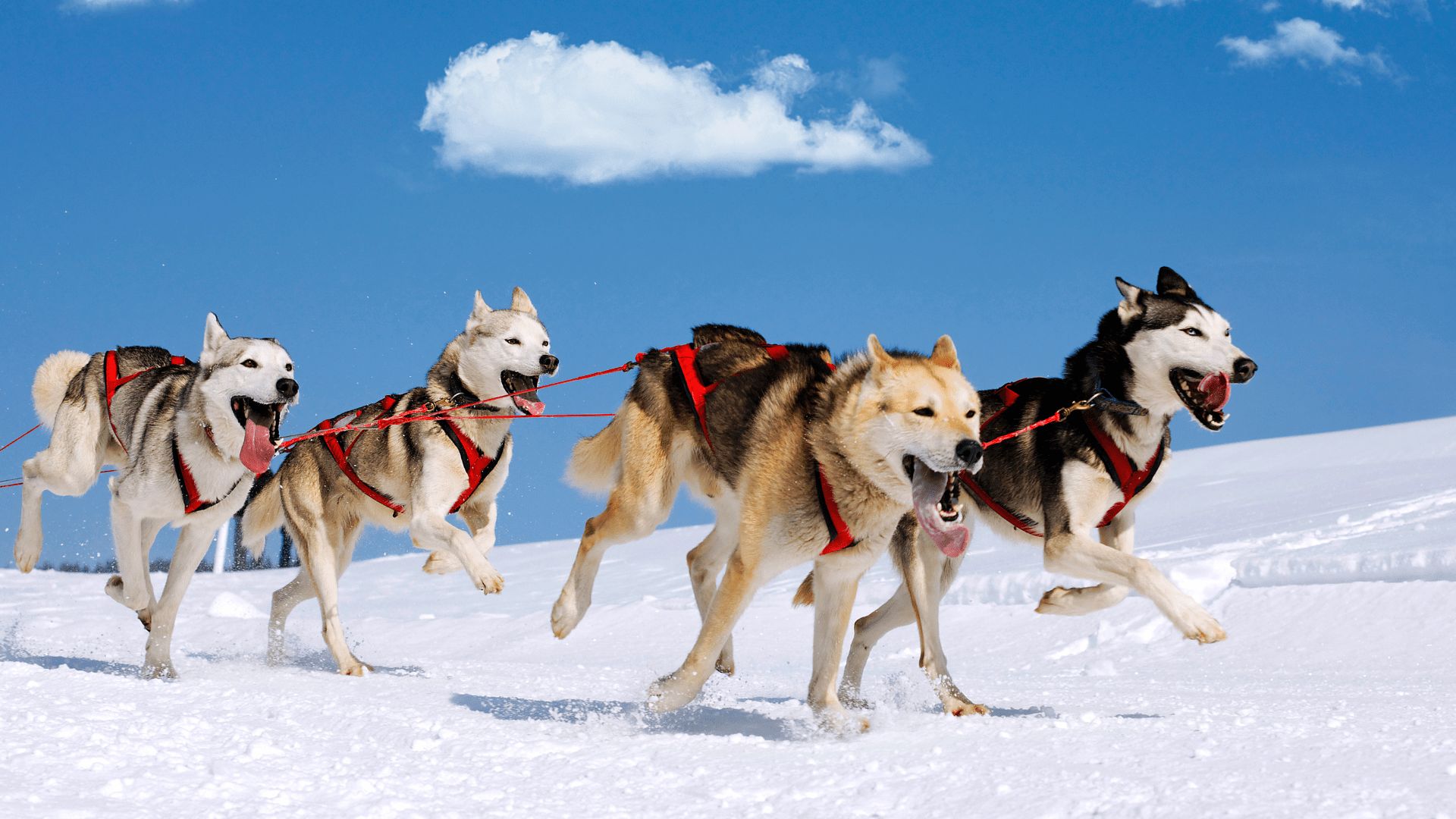 W naszym kraju pierwszy przedstawiciel rasy Siberian Husky pojawił się ...