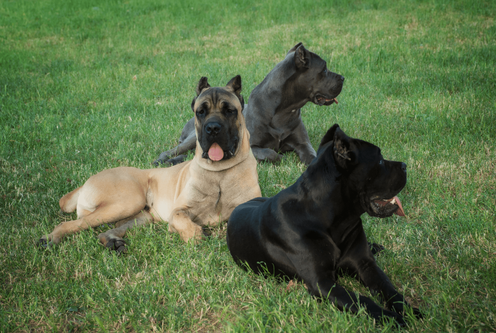 Zalety i wady psów rasy Cane Corso Italiano