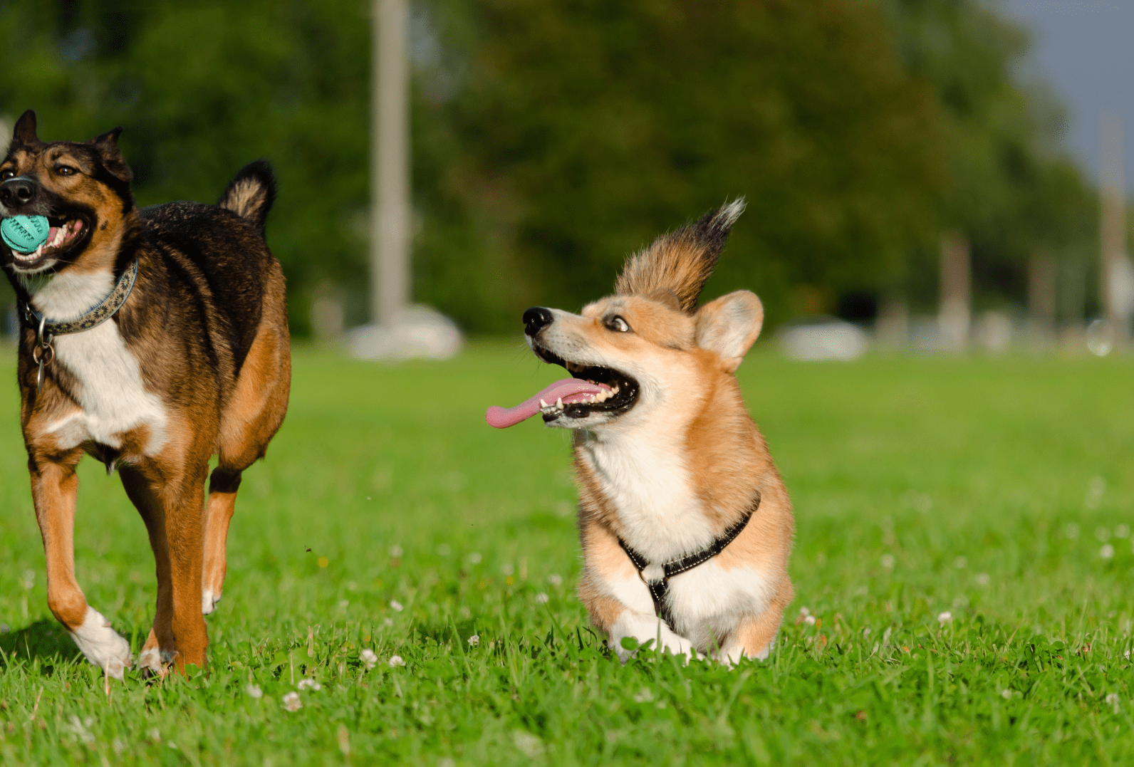 Charakter Wychowanie oraz szkolenie Zdrowie rasy Jak prawidłowo żywić ...