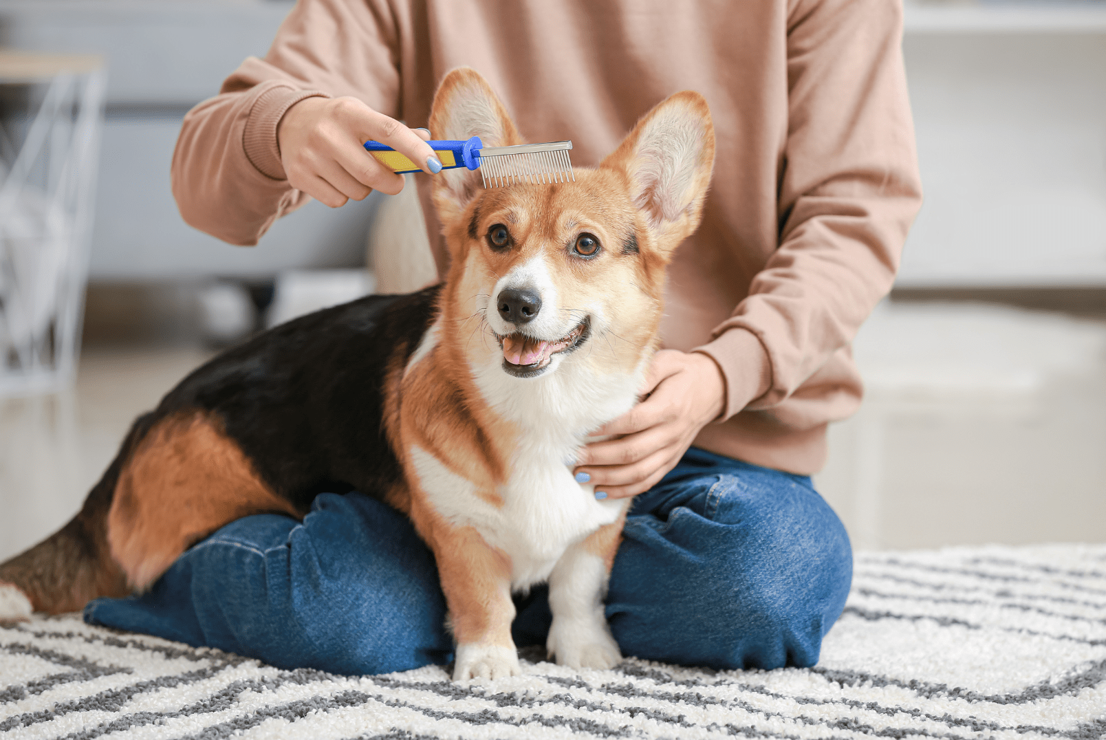 Welsh corgi pembroke może bałaganić po powrocie ze spaceró w ...