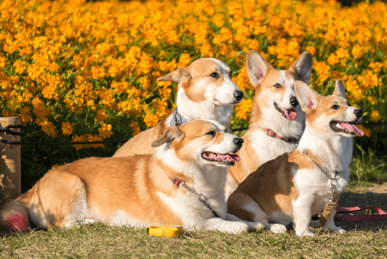 Welsh corgi to pies ufny, a agresywne zachowania są mu obce . Dużym ...