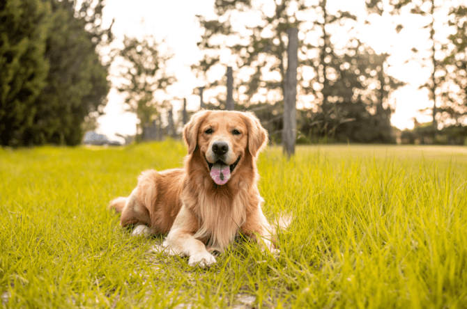 Wśród wad zdecydowanie na pierwszy plan wysuwa się obfite linienie ...