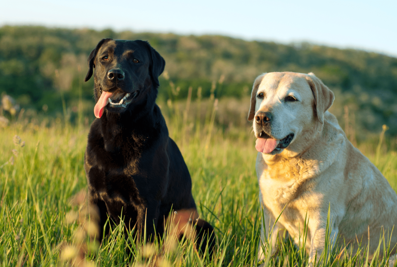 Wady labradorów to na pewno obfite linienie (dwa razy w roku). Do tego ...