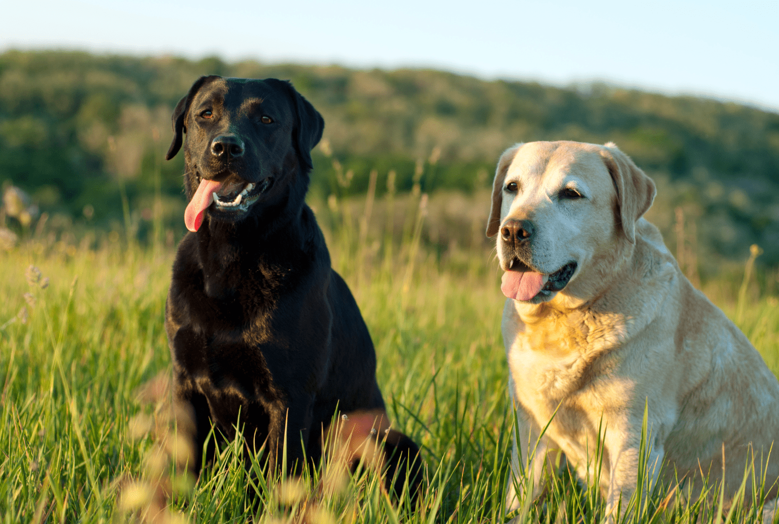 Wady labradorów to na pewno obfite linienie (dwa razy w roku). Do tego ...