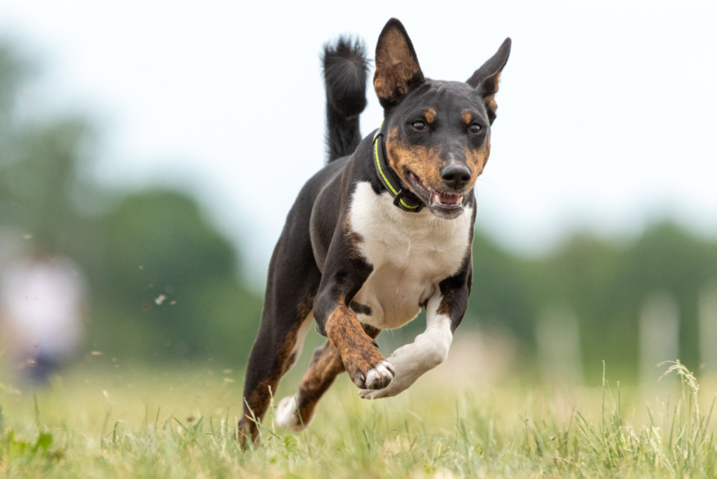 basenji-8-1024x684.png