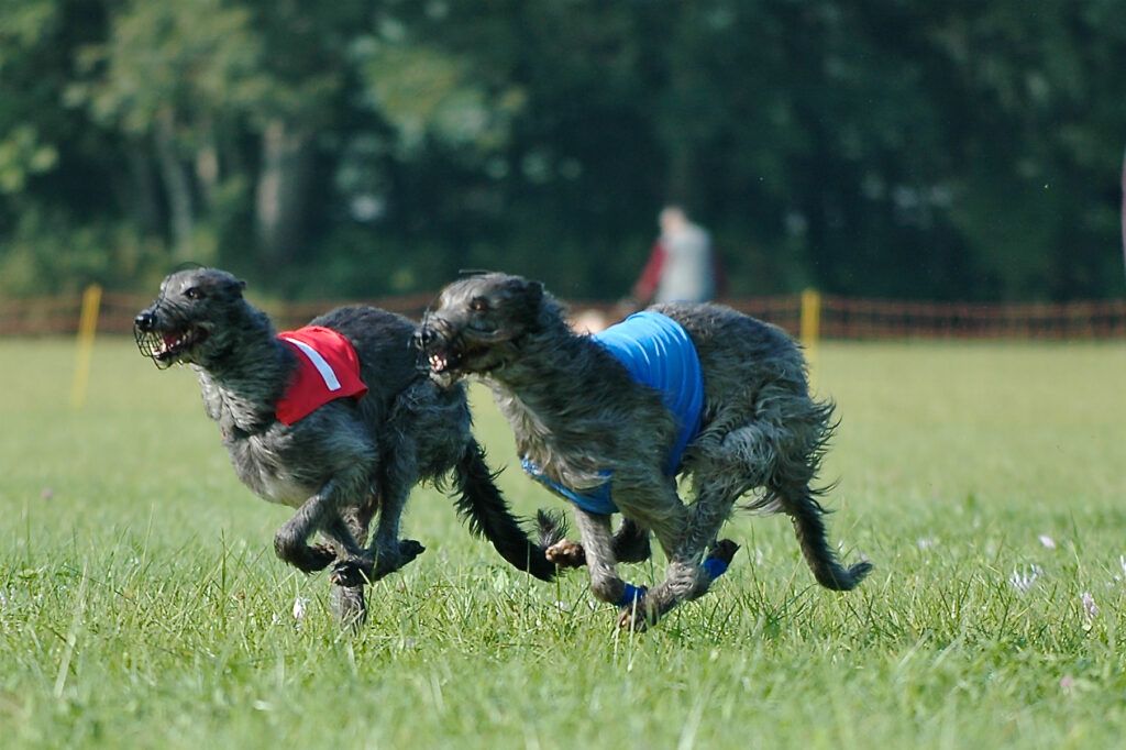 Chart szkocki (Deerhound) - cena, charakter, zdrowie, opinie