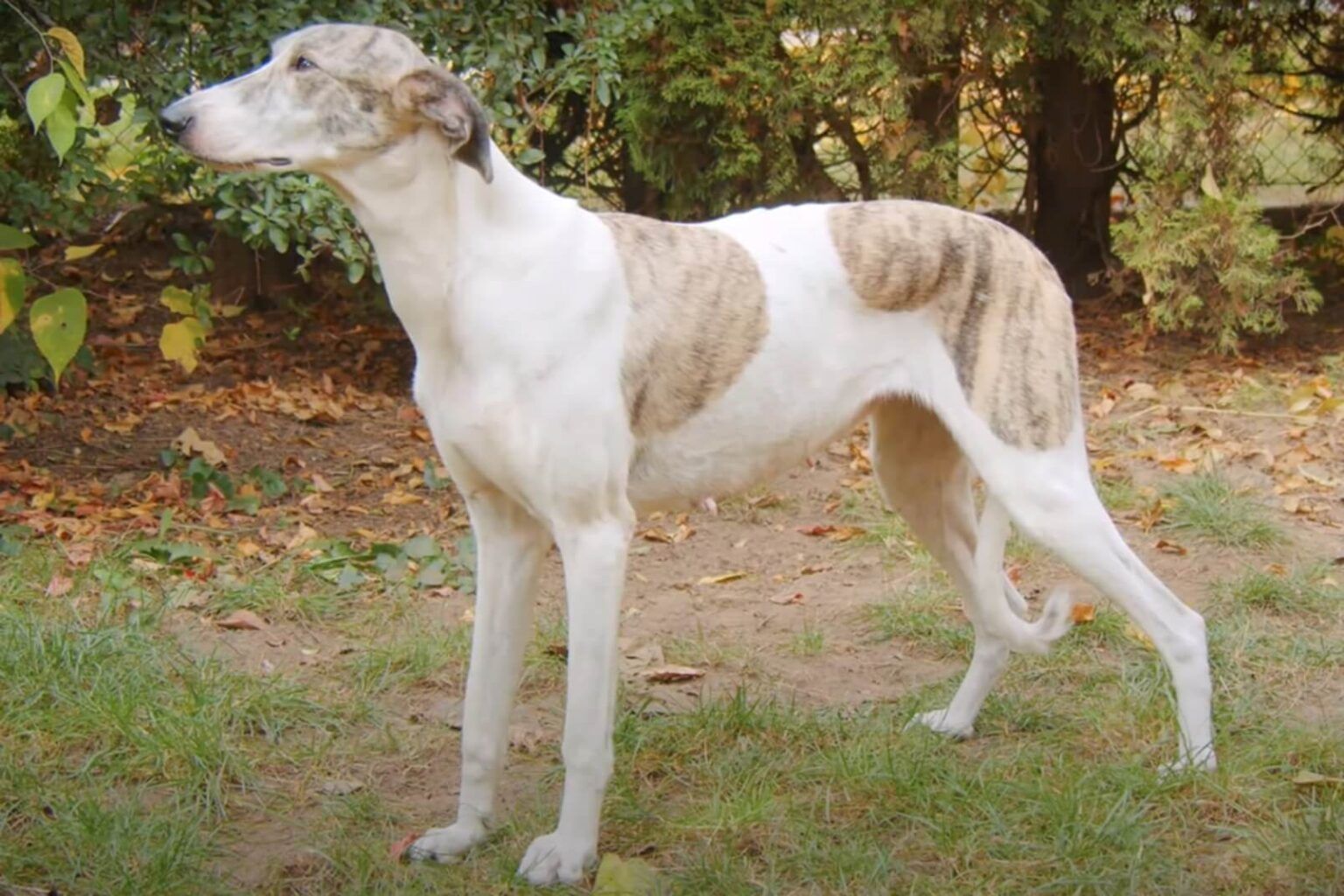 Chart węgierski - cena, charakter, wzorzec, zdrowie, zalety - Rasy psów